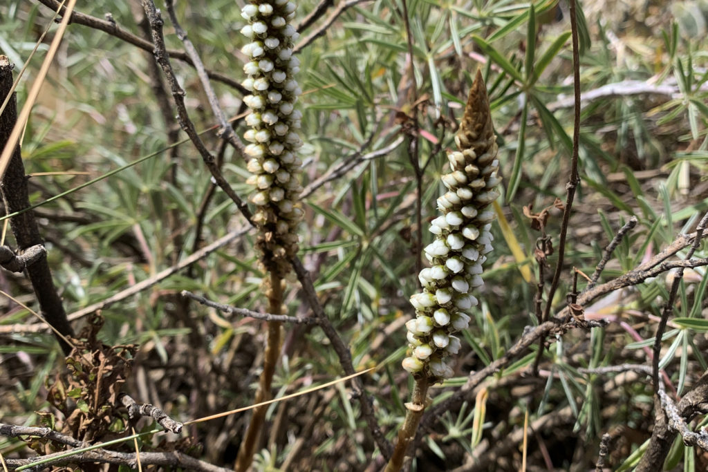 よい前兆？ アンデス・コンドルの飛翔 | ペルー・ワラスの旅行会社 nandi peru / ナンディ・ペルー